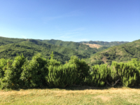 KITKA design toronto